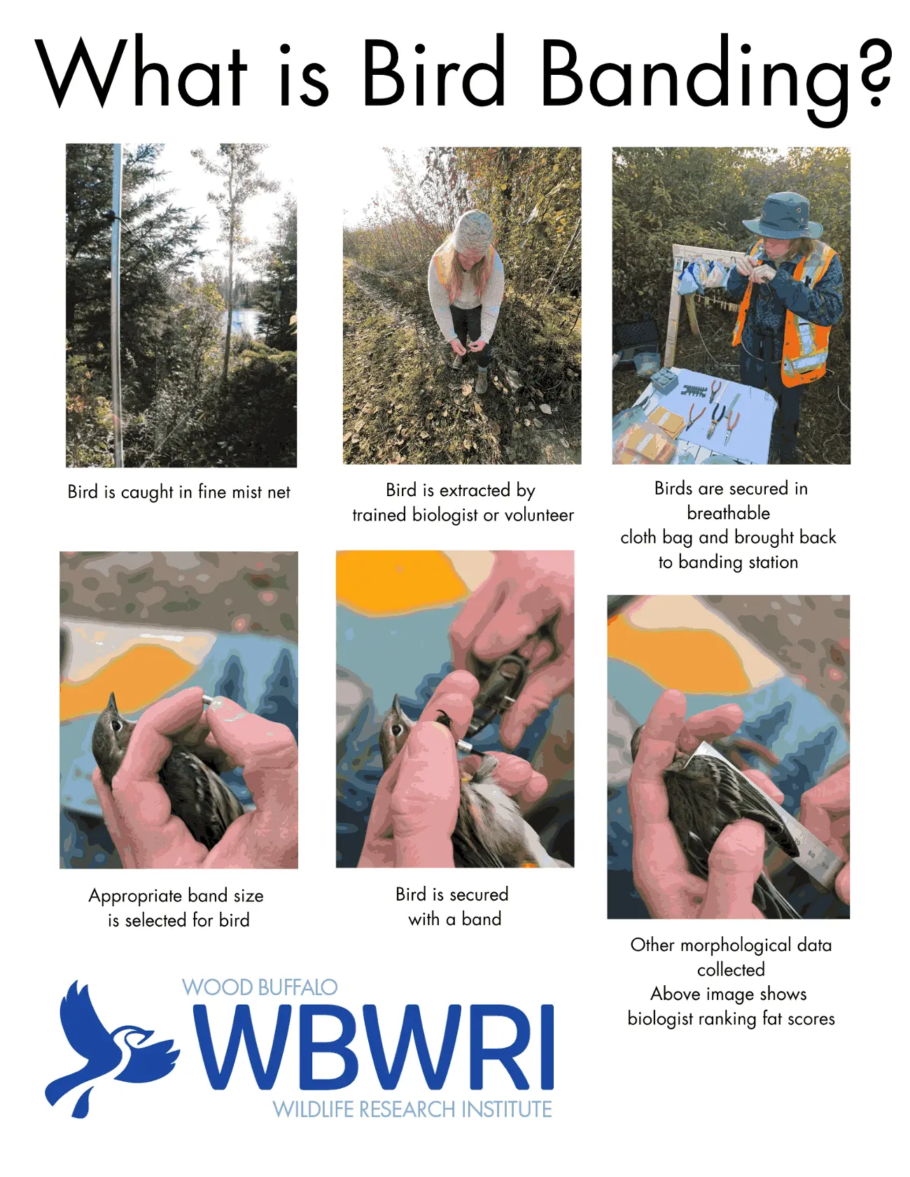 Bird Monitoring in the Wood Buffalo Region